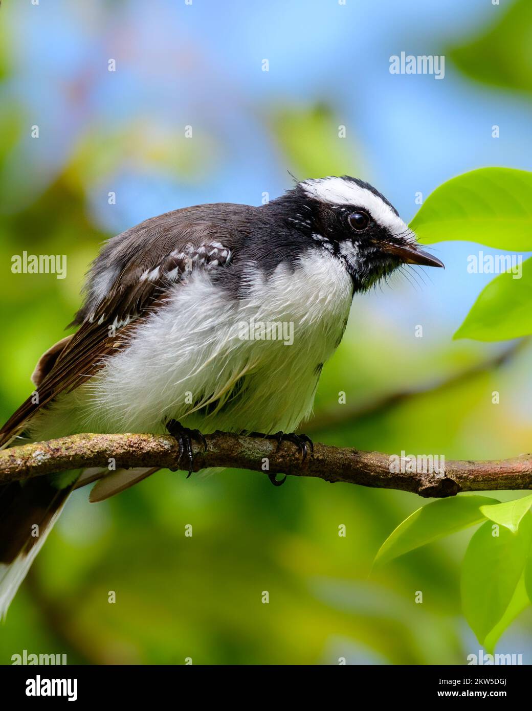 White-browed fantail (Rhipidura aureola) bird perch closeup portrait ...