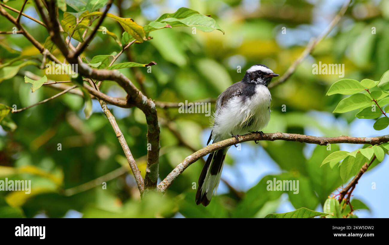 White-browed fantail bird perch close-up shot Stock Photo - Alamy