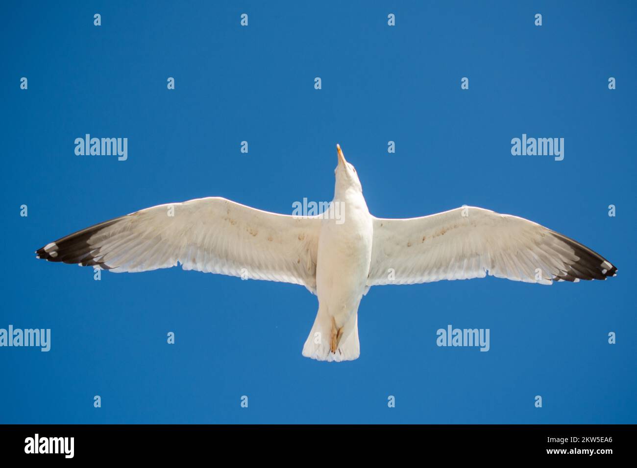 Single seagull flying in a blue sky background Stock Photo - Alamy