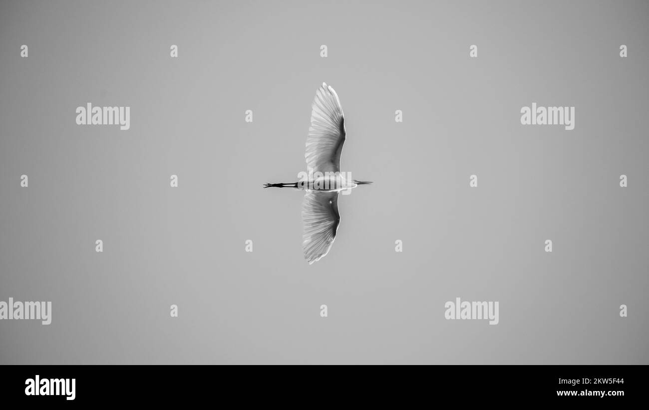 White egret soaring in the skies monochrome photograph Stock Photo - Alamy