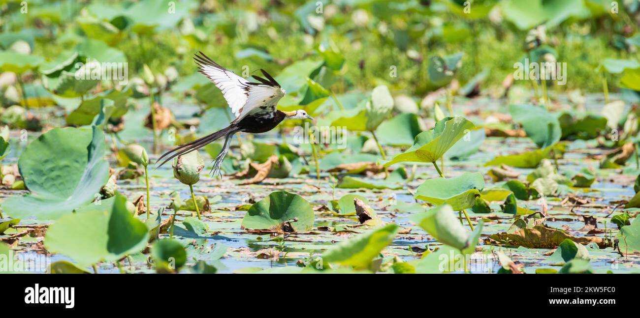 Flying pheasant tailed jacana hi-res stock photography and images - Alamy