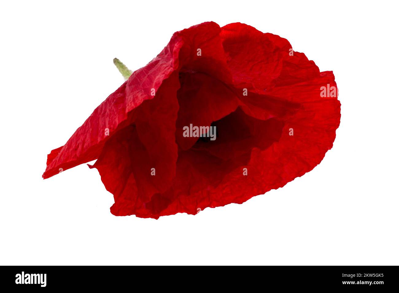 A Red Poppy on a white background Stock Photo - Alamy