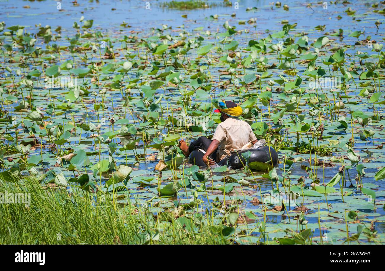 A village man picking lotus and waterlily flowers in the tank, floating ...