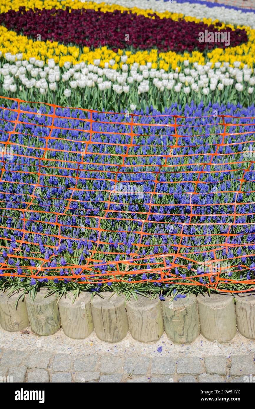 Beautiful tulips flower for postcard beauty concept design Stock Photo ...