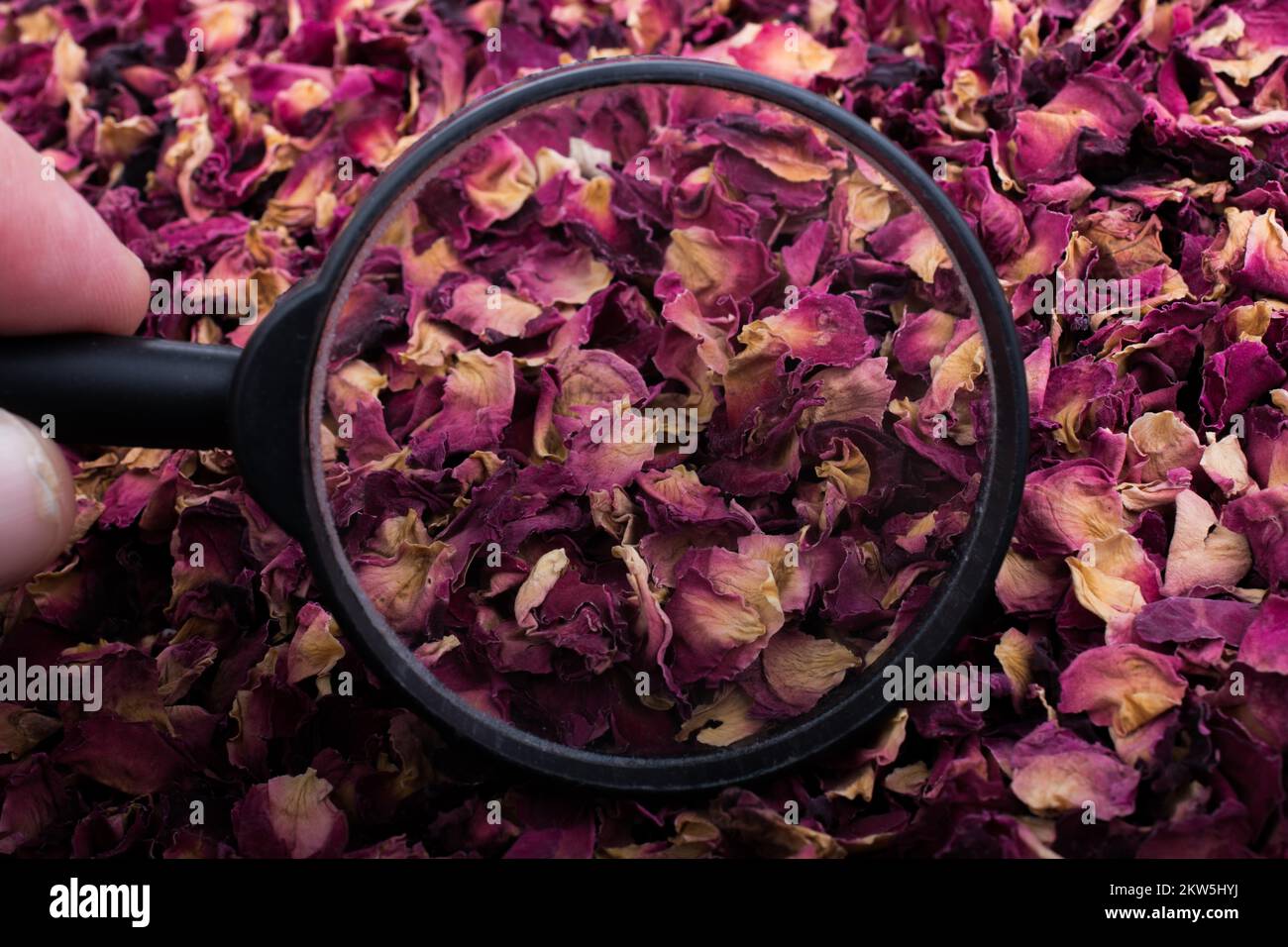Magnifying glass in hand over dried rose petals Stock Photo - Alamy