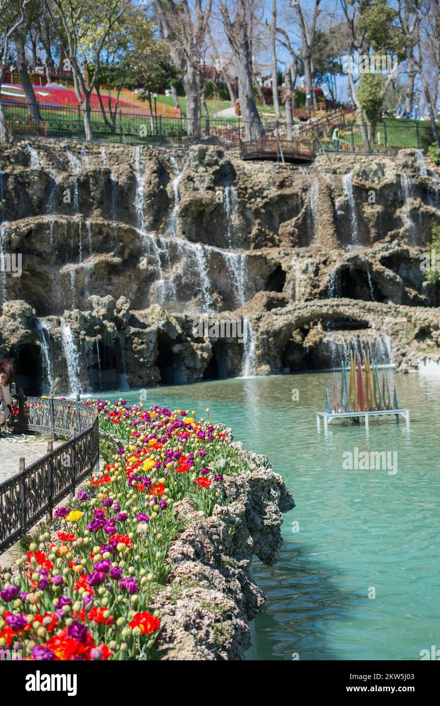 Tulip Flowers Blooming by the water in Spring Season Stock Photo - Alamy