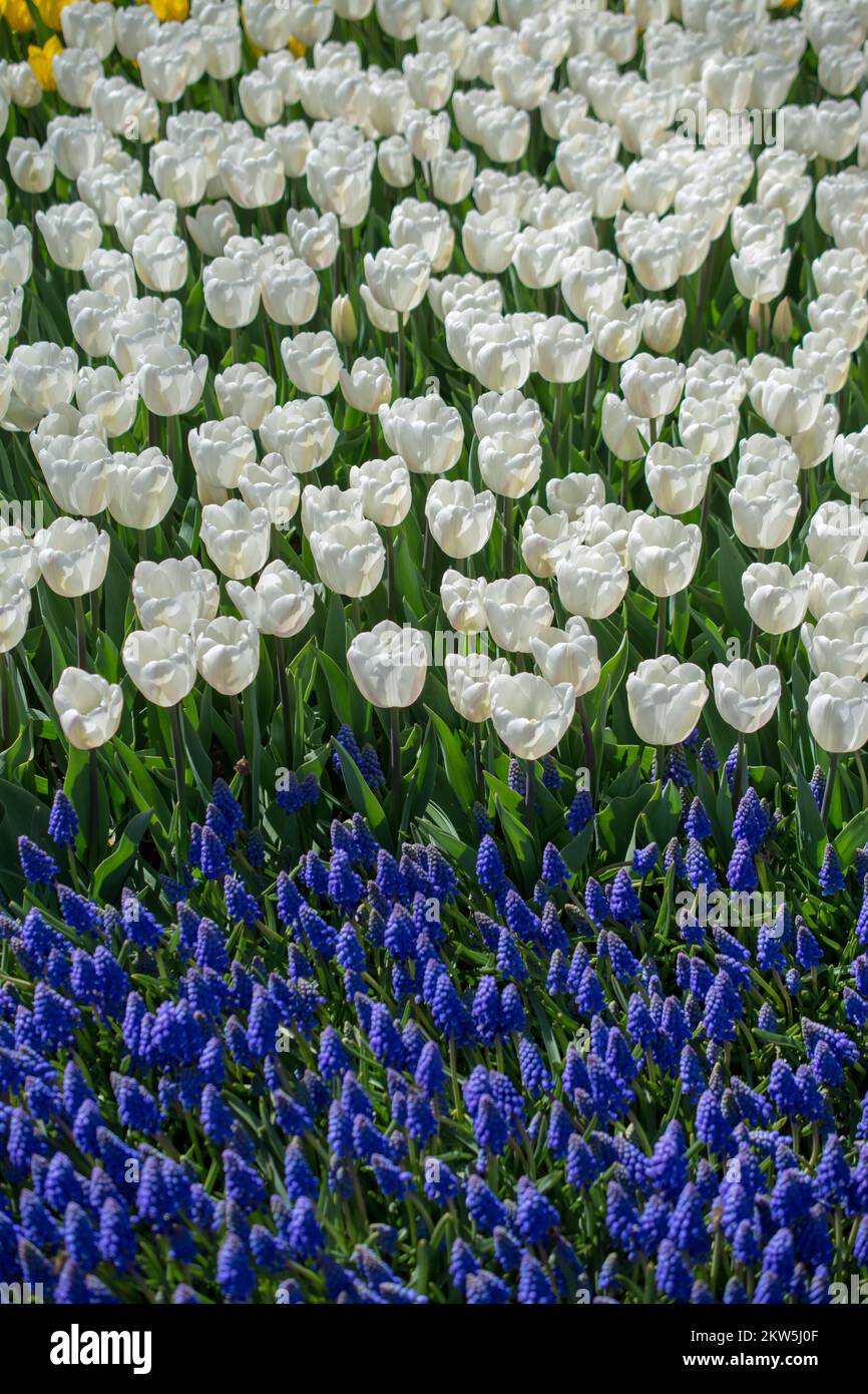 White color Tulips Bloom in Spring in garden Stock Photo - Alamy