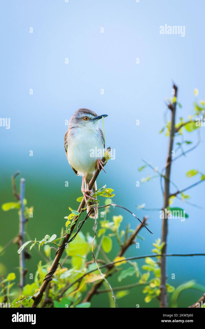 White-browed wren-warbler perch front view close-up portrait shot Stock ...