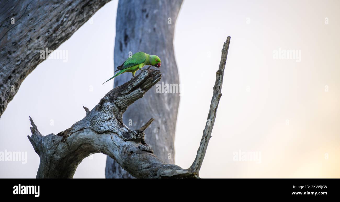 Parrot bird lit up by the beautiful soft evening natural light Stock ...