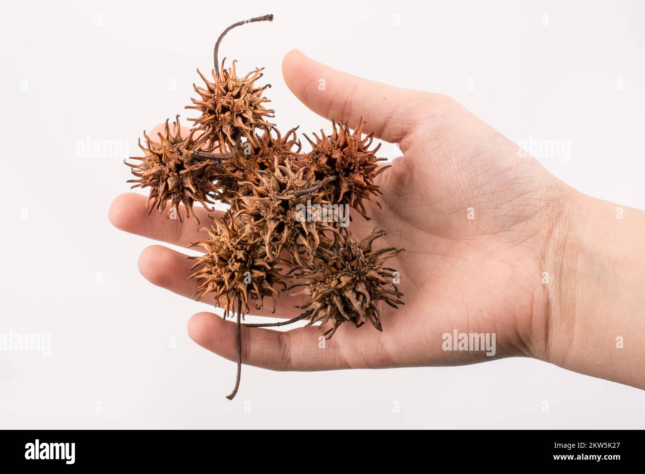 Hand holding brown pods, capsules in hand on a white background Stock ...