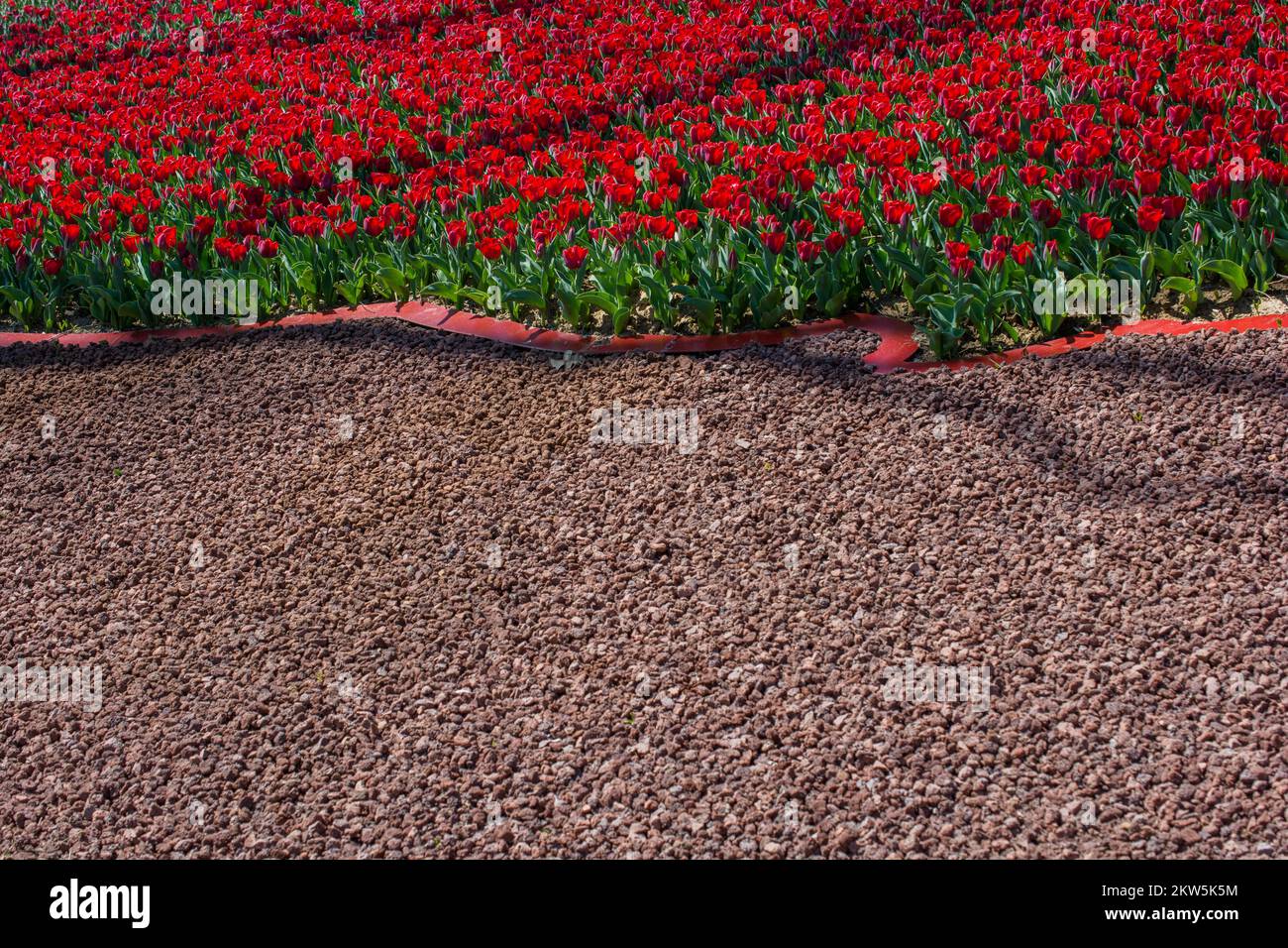 Red color Tulips Bloom in Spring in garden Stock Photo - Alamy