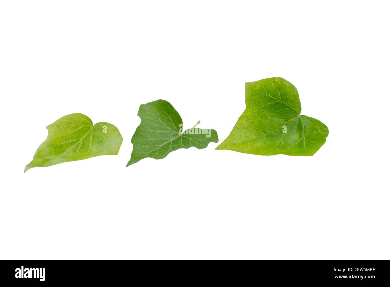 A green leaf on a white background Stock Photo - Alamy