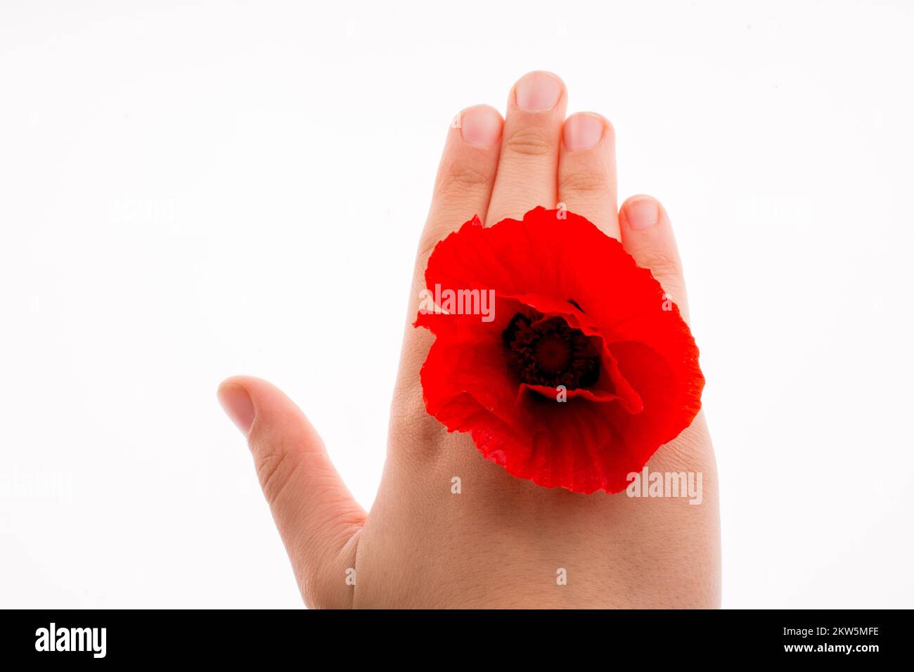 Hand holding a Red Poppy on a white background Stock Photo - Alamy