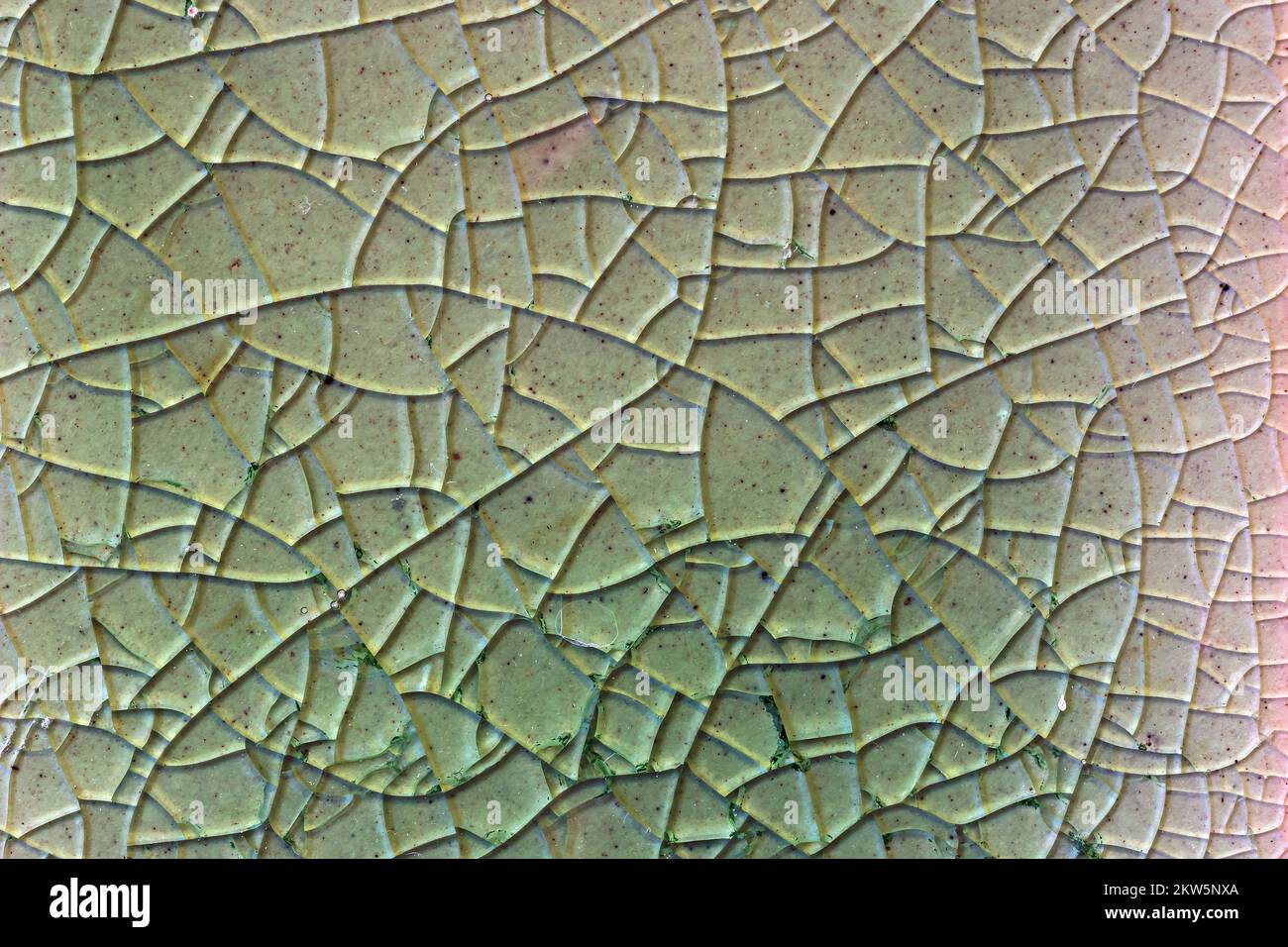 Close up to background and texture of stretch marks cracked on emerald ...