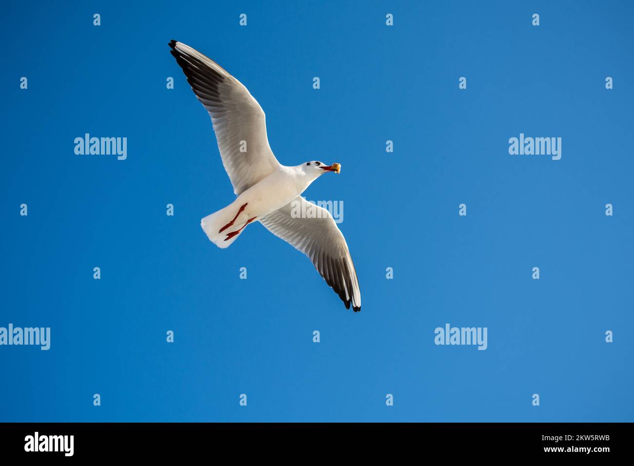 Single seagull flying in a blue sky background Stock Photo - Alamy