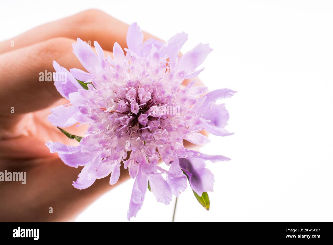 Hand holding a purple flower hi-res stock photography and images - Alamy