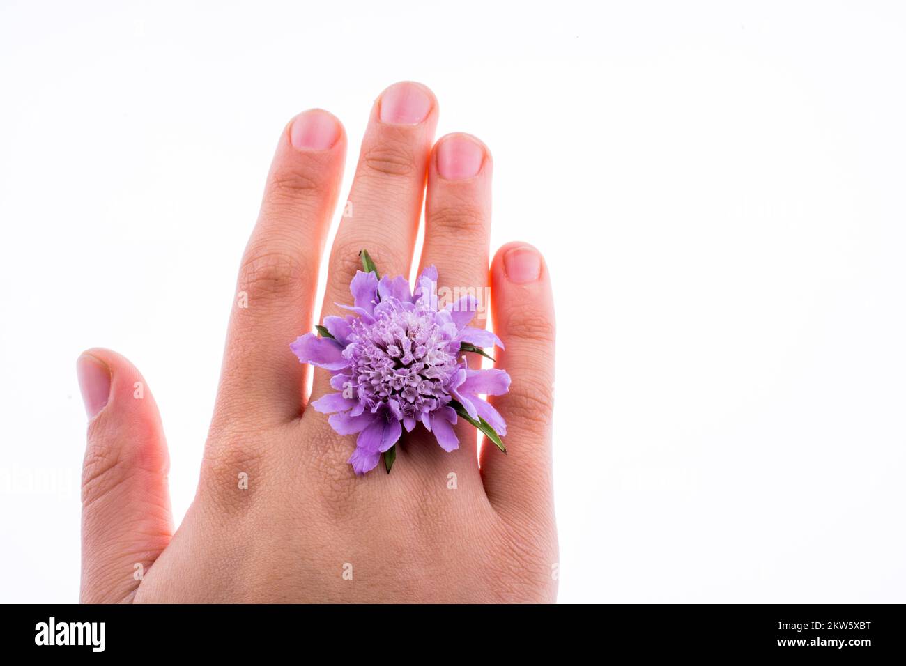 Hand holding A Purple Flower on a white background Stock Photo - Alamy