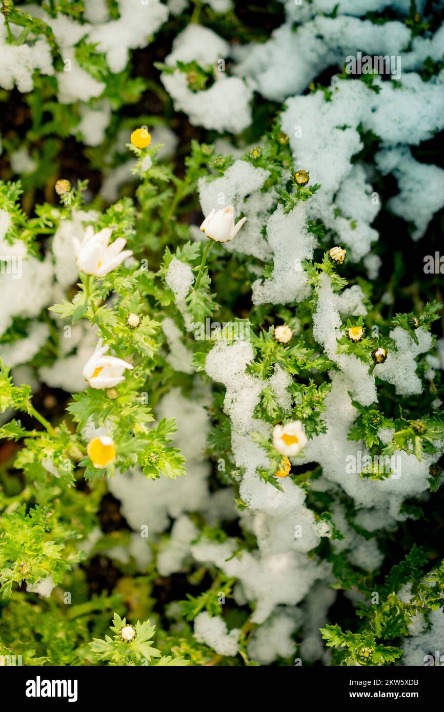Early flowers oof the spring under snow in a garden Stock Photo - Alamy