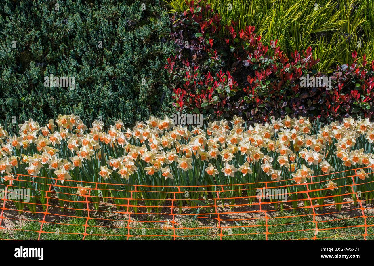 Rubber fence protection in the tulip garden Stock Photo - Alamy