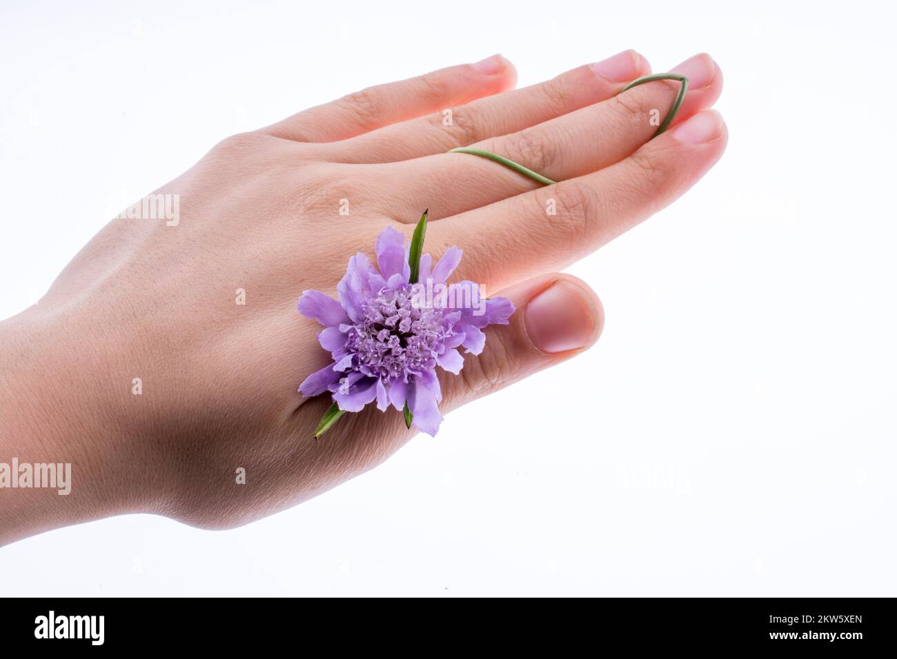 Hand holding A Purple Flower on a white background Stock Photo - Alamy