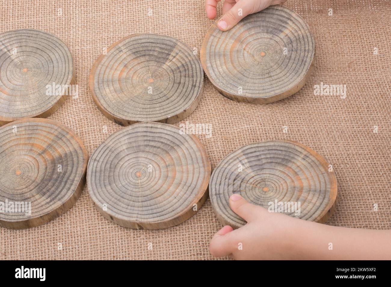 Wood Log cut in round thin pieces in hand Stock Photo - Alamy