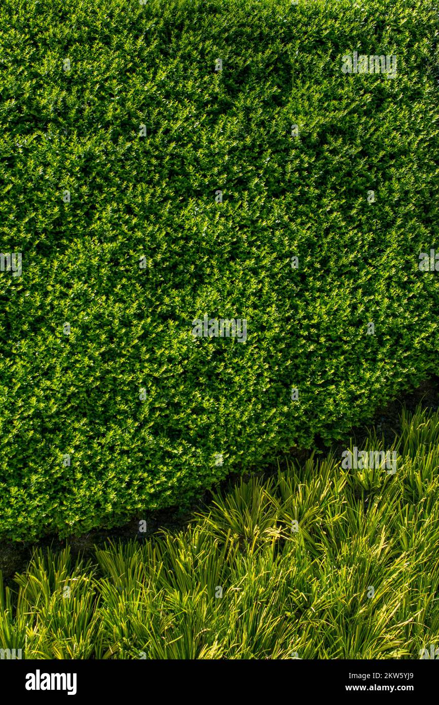 Green leaves of the spring season Stock Photo - Alamy