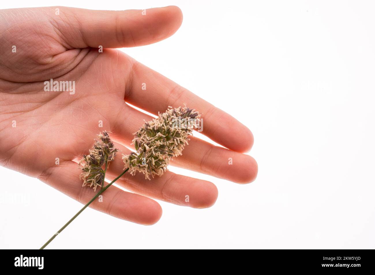 Hand holding a flower on a white background Stock Photo - Alamy