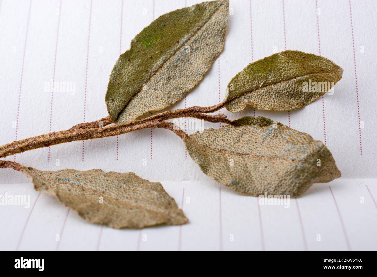 Dry green leaves placed on lined paper Stock Photo - Alamy