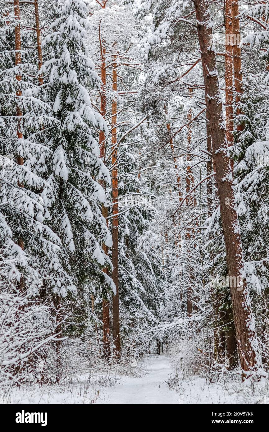 Lovely winter forest. Trees and bushes covered in snow. Ski track on a ...