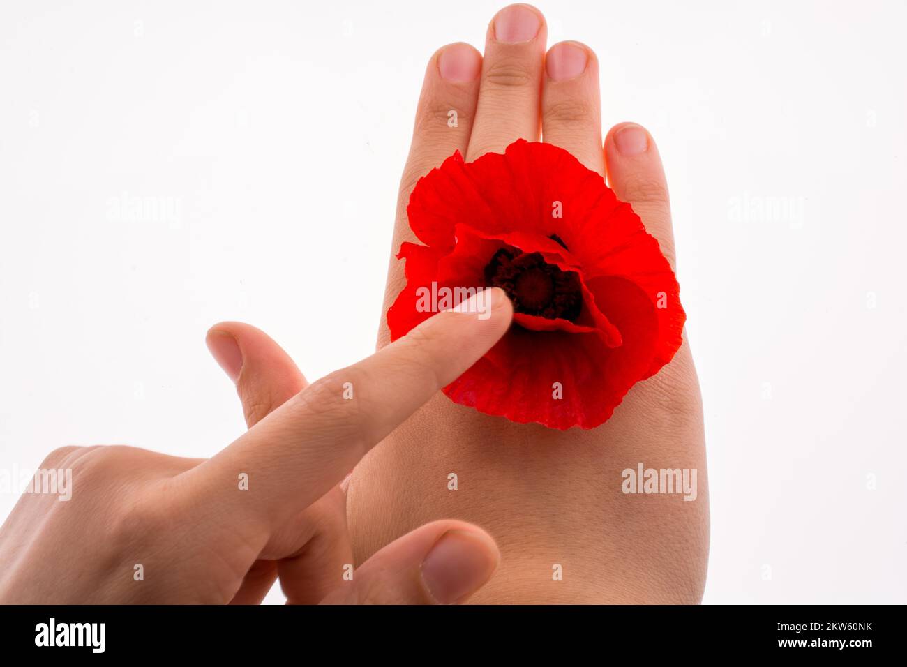 Hand holding a Red Poppy on a white background Stock Photo - Alamy