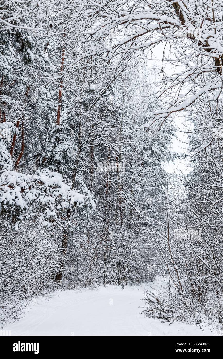 Lovely winter forest. Trees and bushes covered in snow. Ski track on a ...