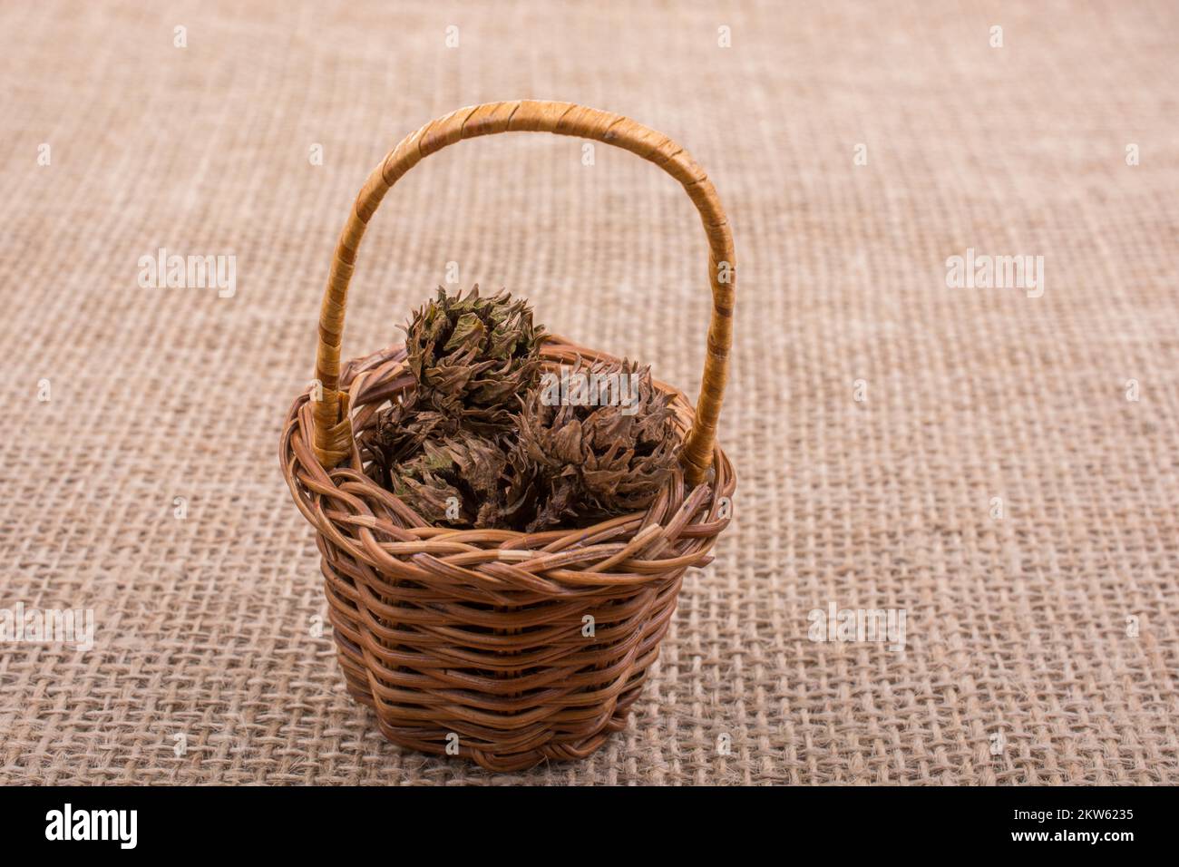 Brown pod, capsule in and in a tiny basket on canvas Stock Photo - Alamy
