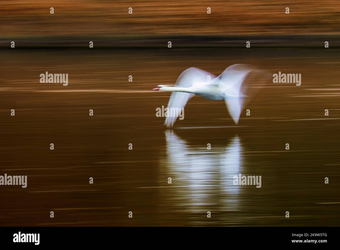 Mute swan (Cygnus olor) flying over water surface, following bird ...