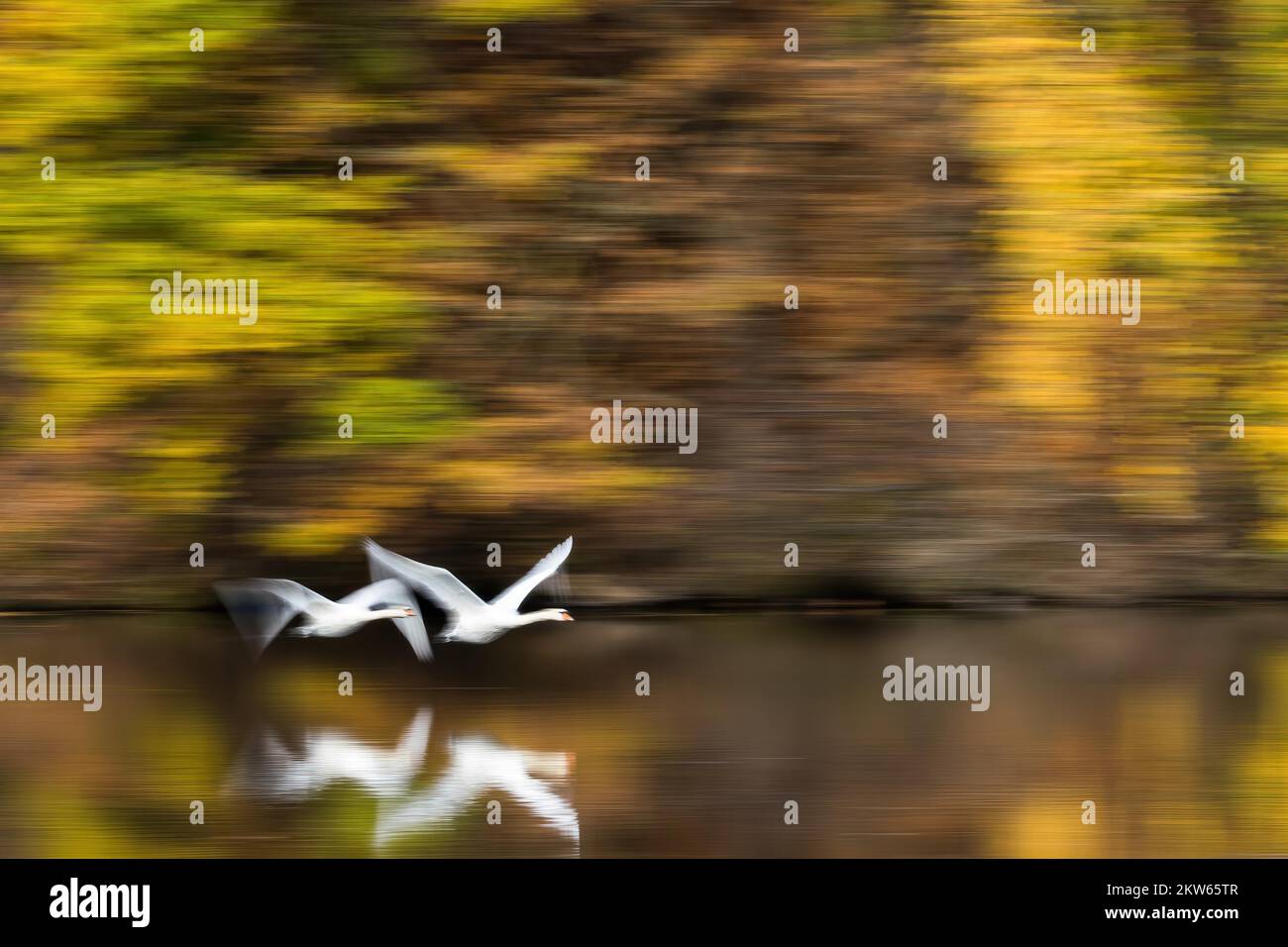 Mute swans (Cygnus olor) flying over the water surface, following suit ...