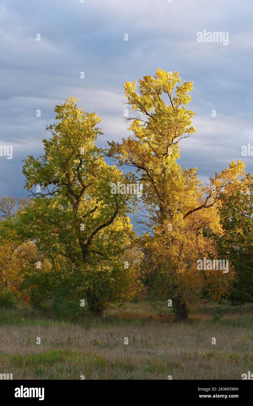 Autumn in the floodplain, Middle Elbe Biosphere Reserve, Dessau-Roßlau ...