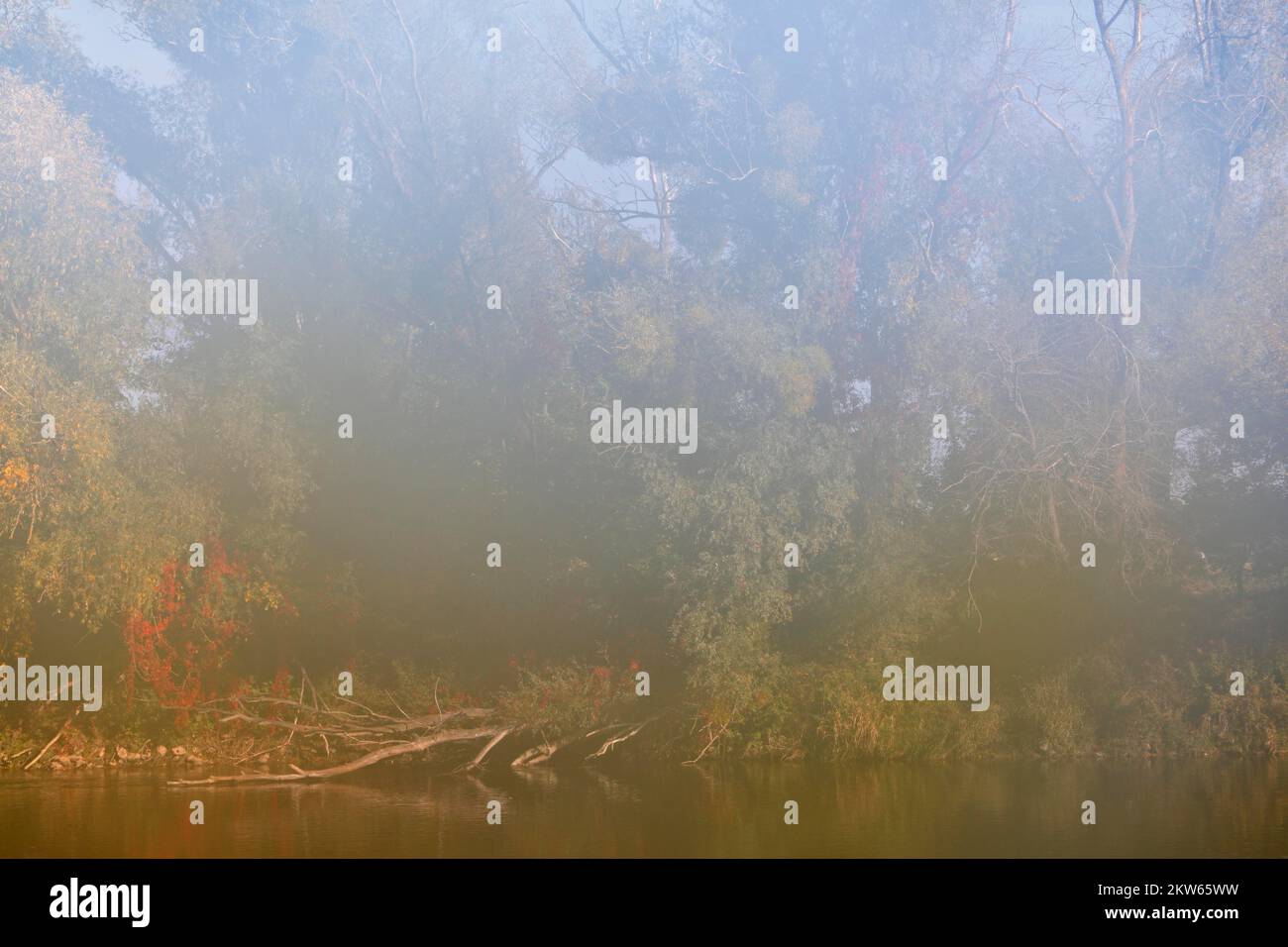 Autumn in the floodplain, Middle Elbe Biosphere Reserve, Dessau-Roßlau ...