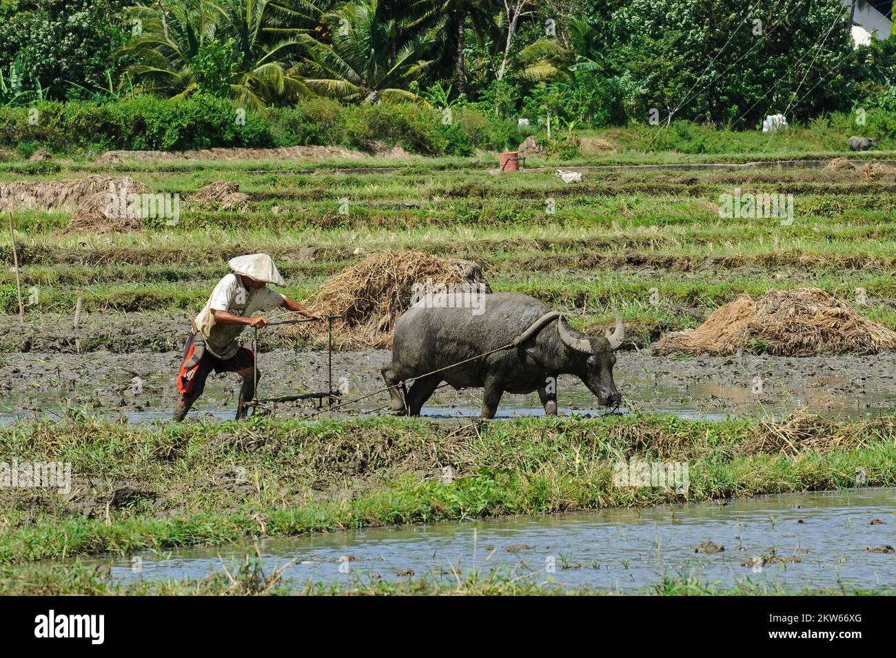 Rice farmer cultivates tilled rice field with plough is pulled by water ...