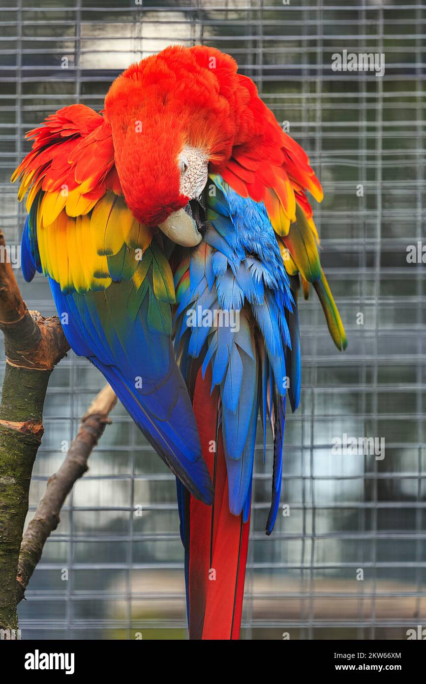 Red macaw (macao) preening itself in a cage, captive, Germany, Europe ...