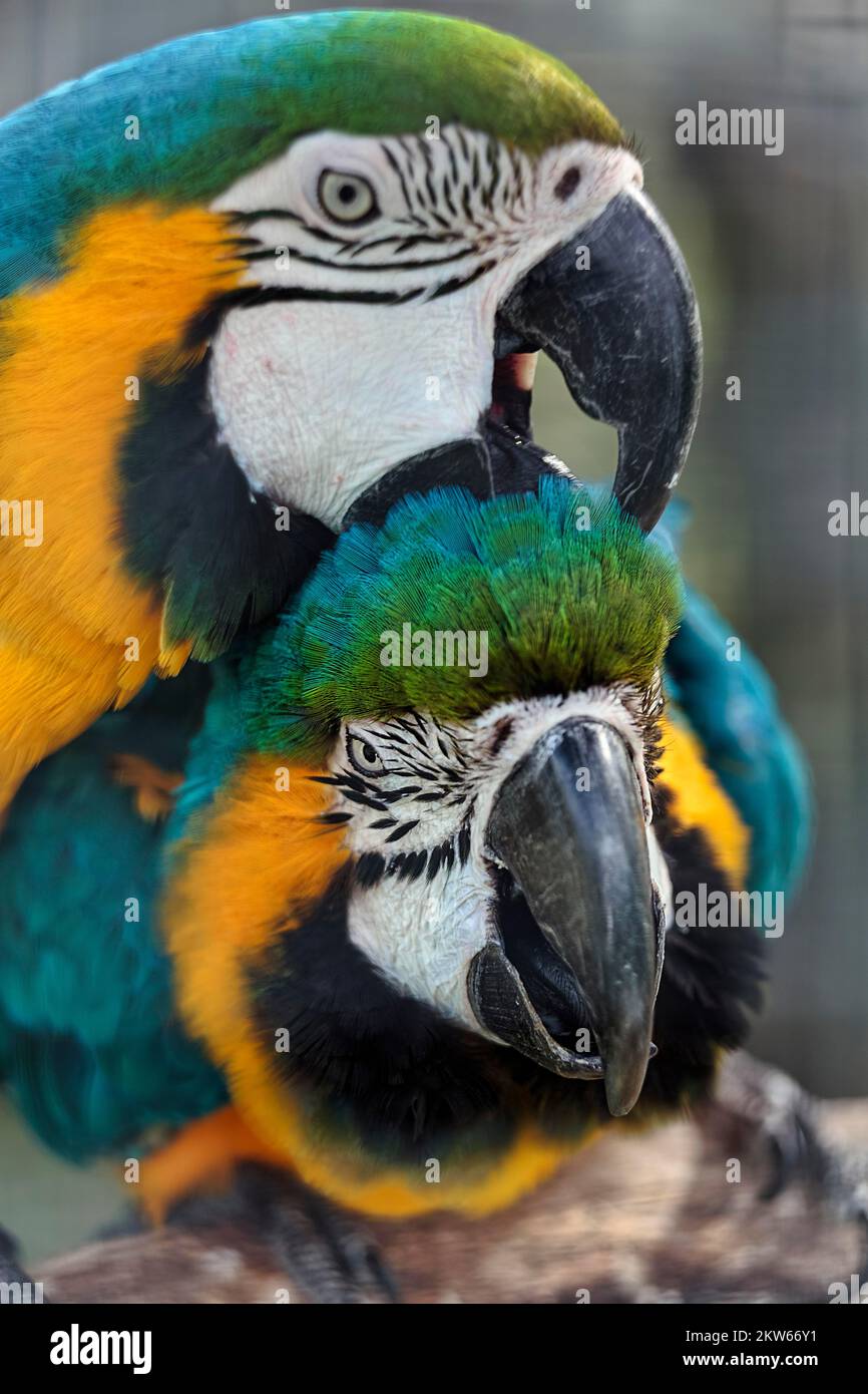 Blue and yellow macaw ara ararauna pair hi-res stock photography and ...