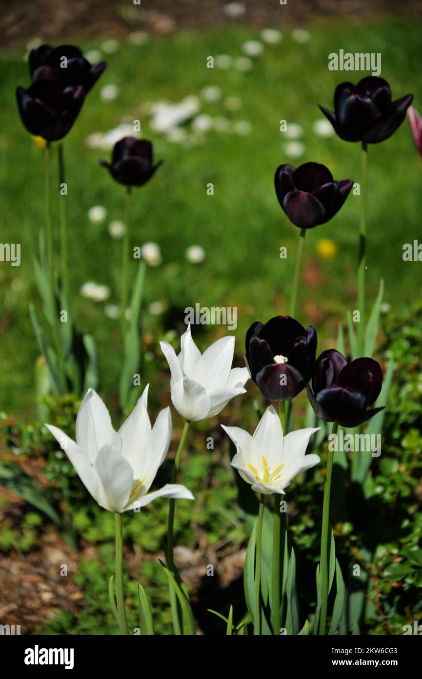 Spring 2016 also led to an explosion of colours in the Sauerland, DEU ...