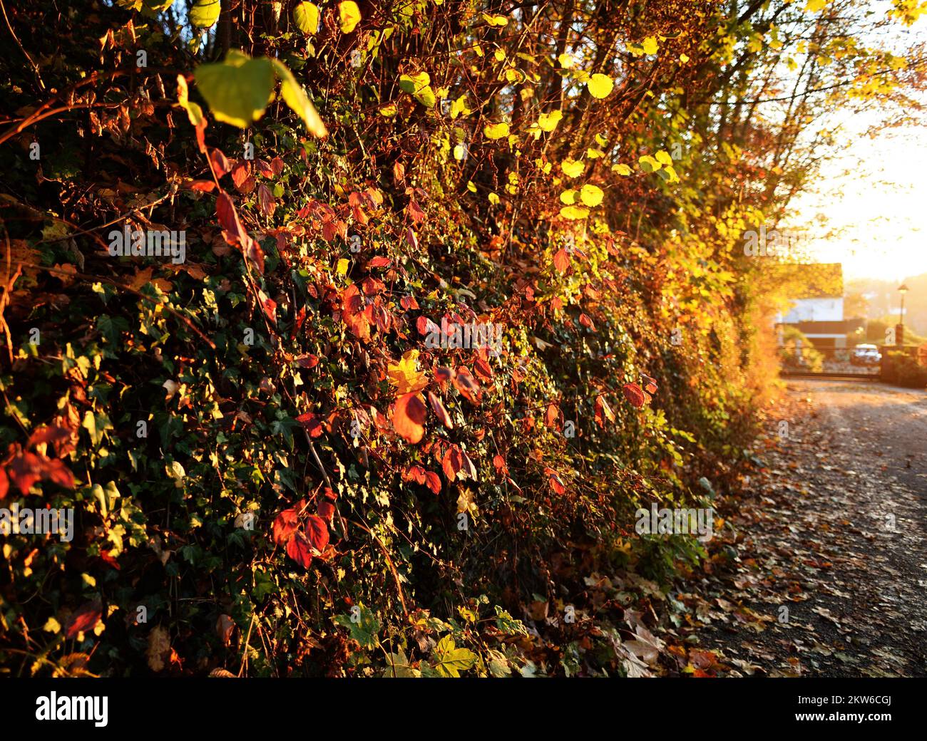 The colours of autumn in the Sauerland, Germany, Europe Stock Photo - Alamy