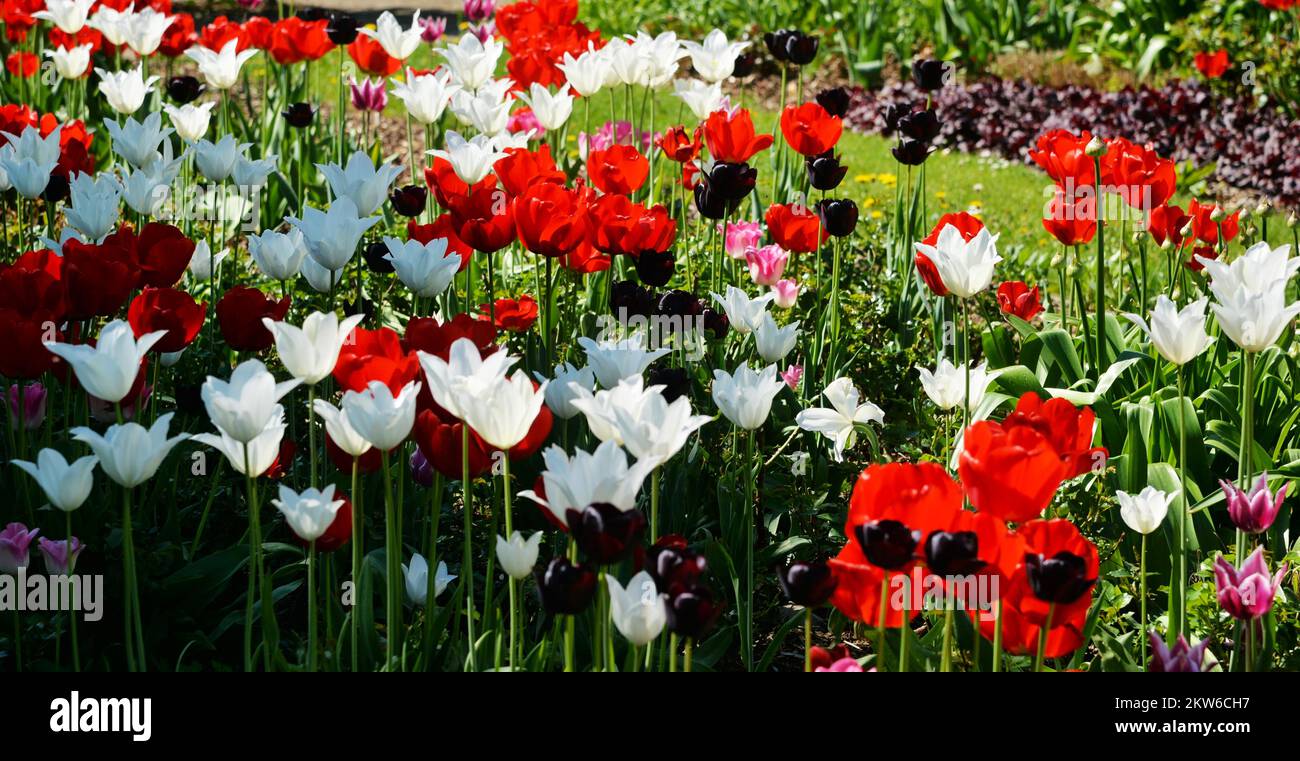 Spring 2016 also led to an explosion of colours in the Sauerland, DEU ...