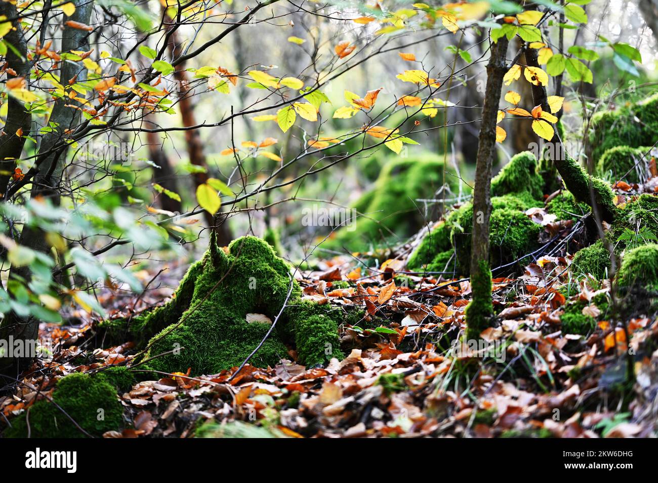 Autumn slowly begins to take over, here on 22.10.2019, Germany, Europe ...
