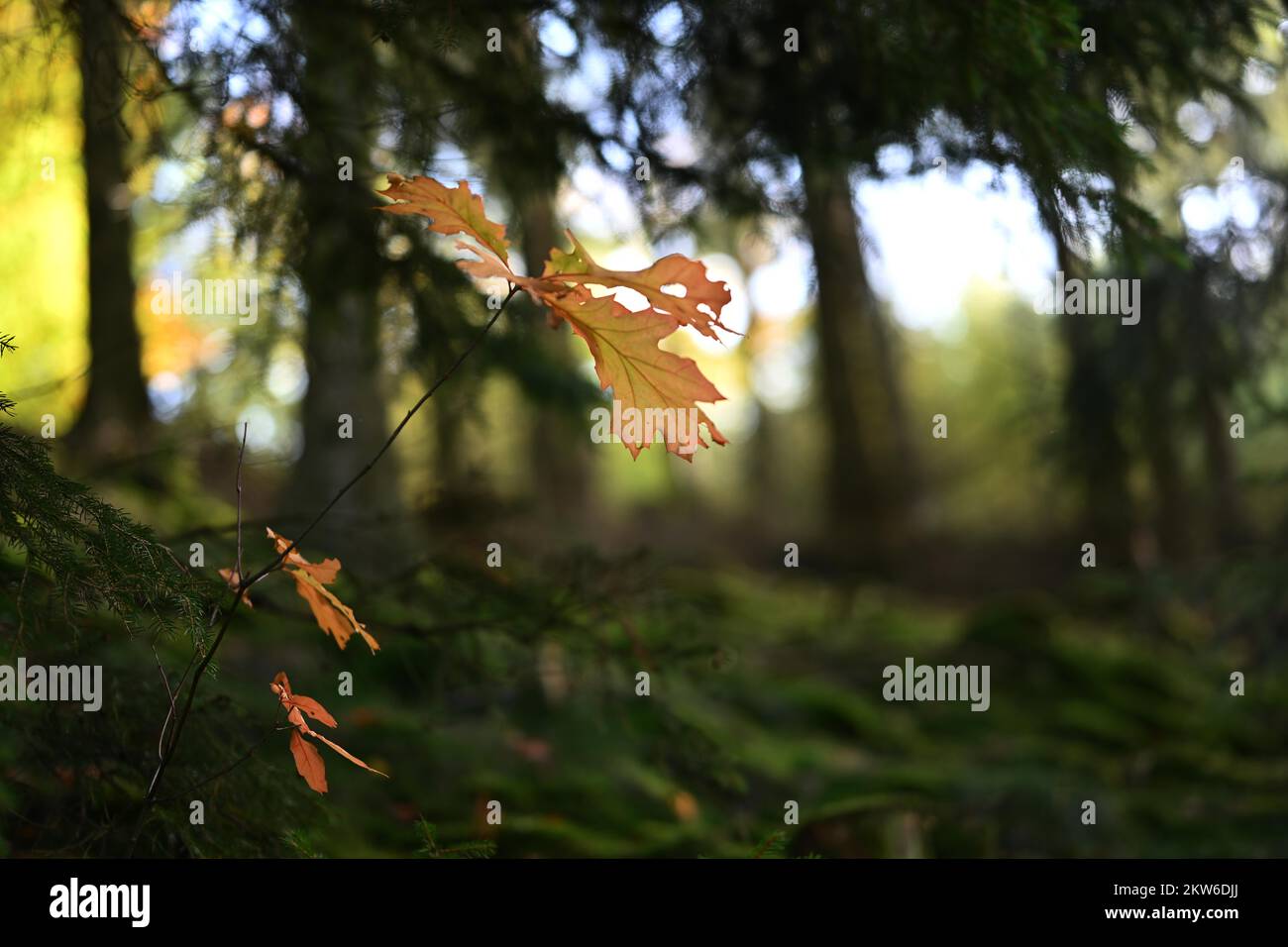 Autumn slowly begins to take over, here on 22.10.2019, Germany, Europe ...