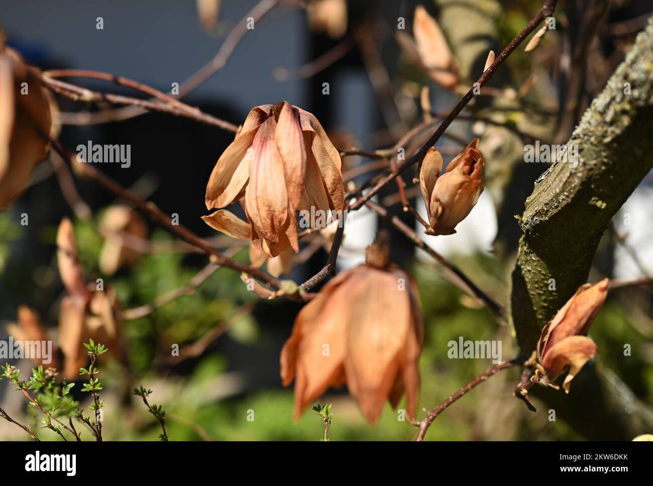 Frost damage blossom hi-res stock photography and images - Alamy