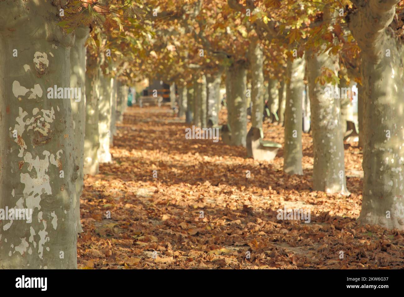 London planetree autumn leaf hi-res stock photography and images - Alamy