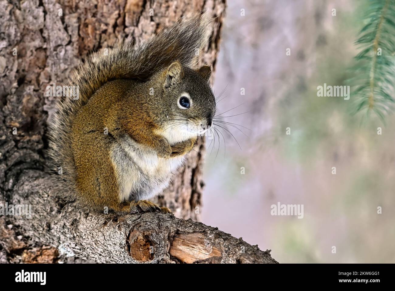 A wild Red Squirrel " Tamiasciurus hudsonicus", sitting on a spruce ...