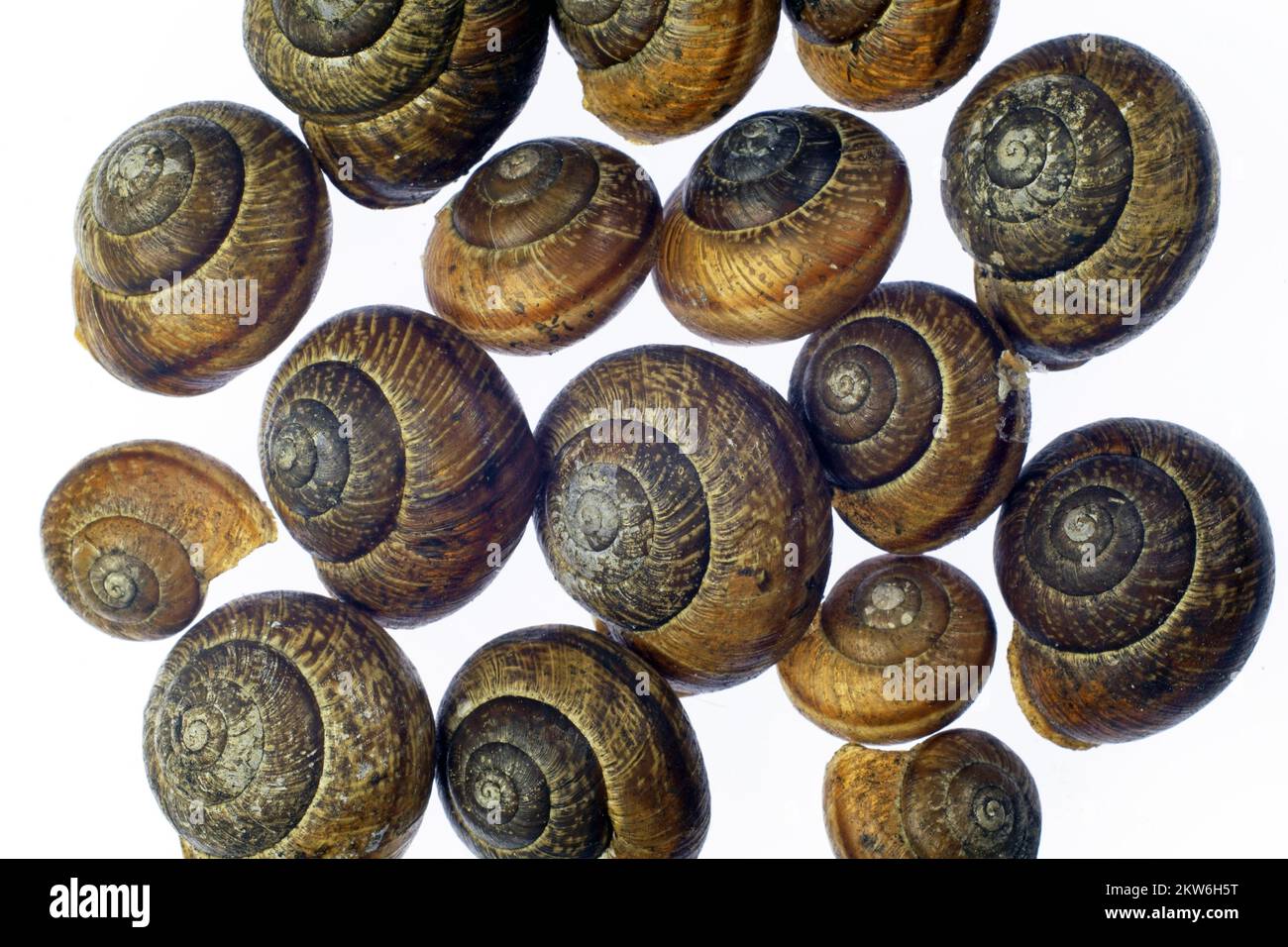 Accumulation of empty snail shells Stock Photo - Alamy