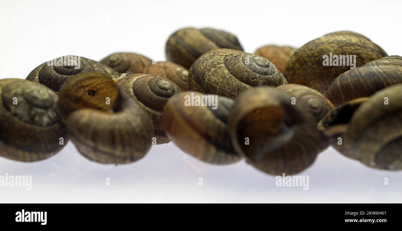 Accumulation of empty snail shells Stock Photo - Alamy