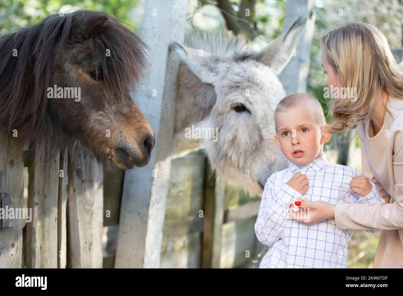Mom with a little son feeds a donkey, while the child is scared and ...